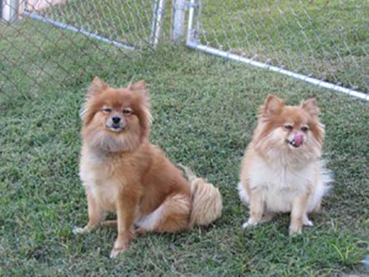 What is a Throwback Pomeranian?