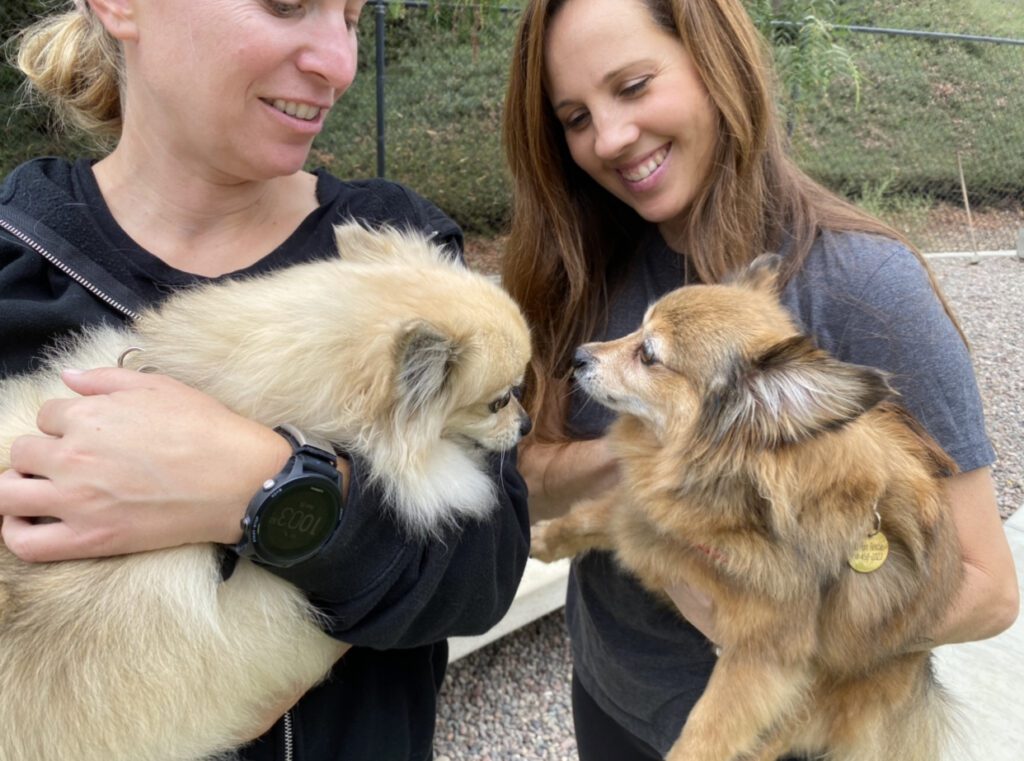 How Pommy Mommy Influenced OC Pom Rescue
