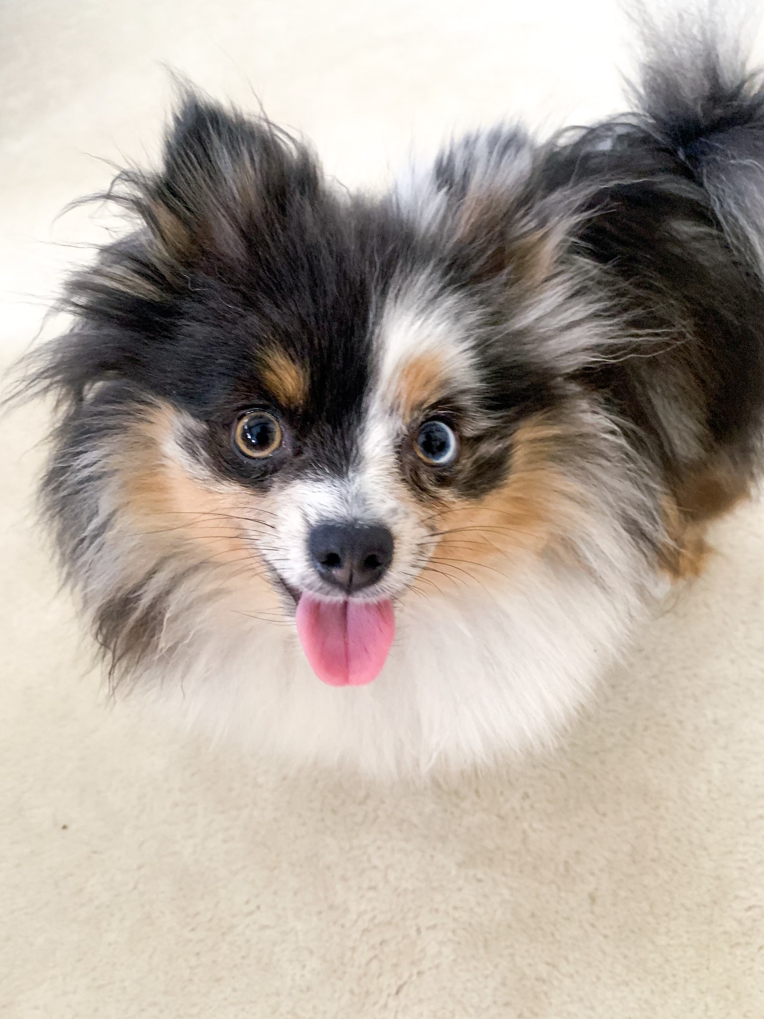 Meet Gabby: Pommy Mommy's New Blue Merle Pomeranian